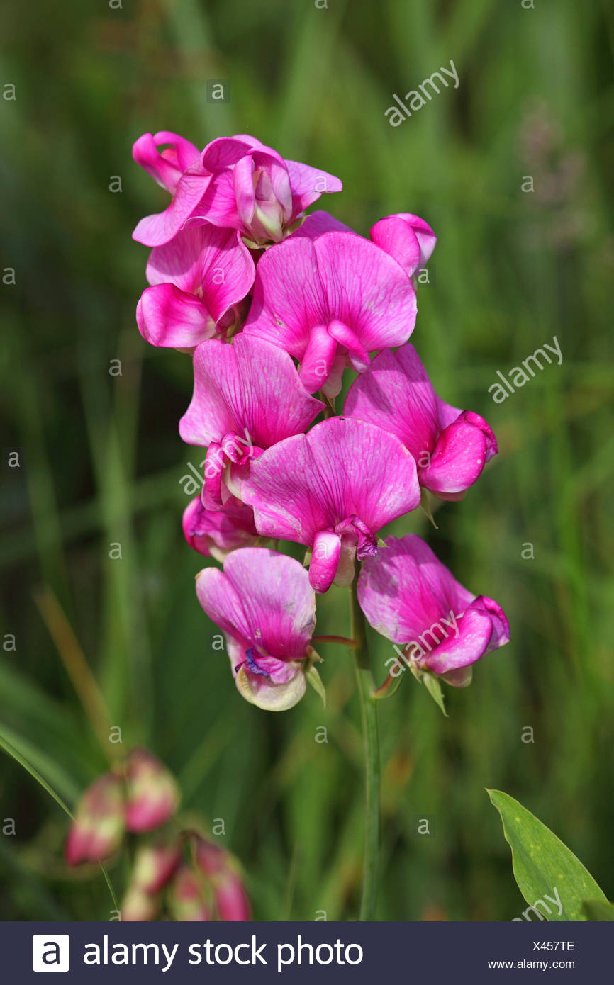 Perennial Sweet Pea Stock Photos & Perennial Sweet Pea Stock Images - Alamy