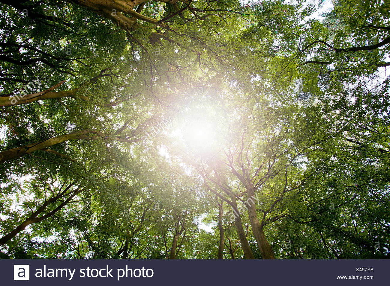 Leaf Canopy High Resolution Stock Photography and Images - Alamy