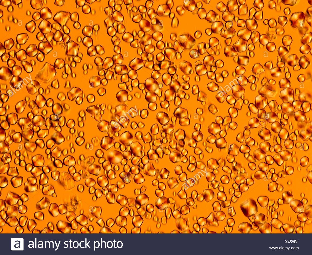Sugar Microscope High Resolution Stock Photography and Images - Alamy