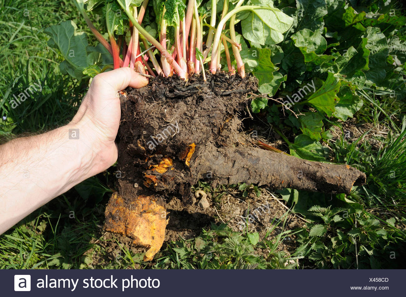 Rheum Palmatum High Resolution Stock Photography and Images - Alamy