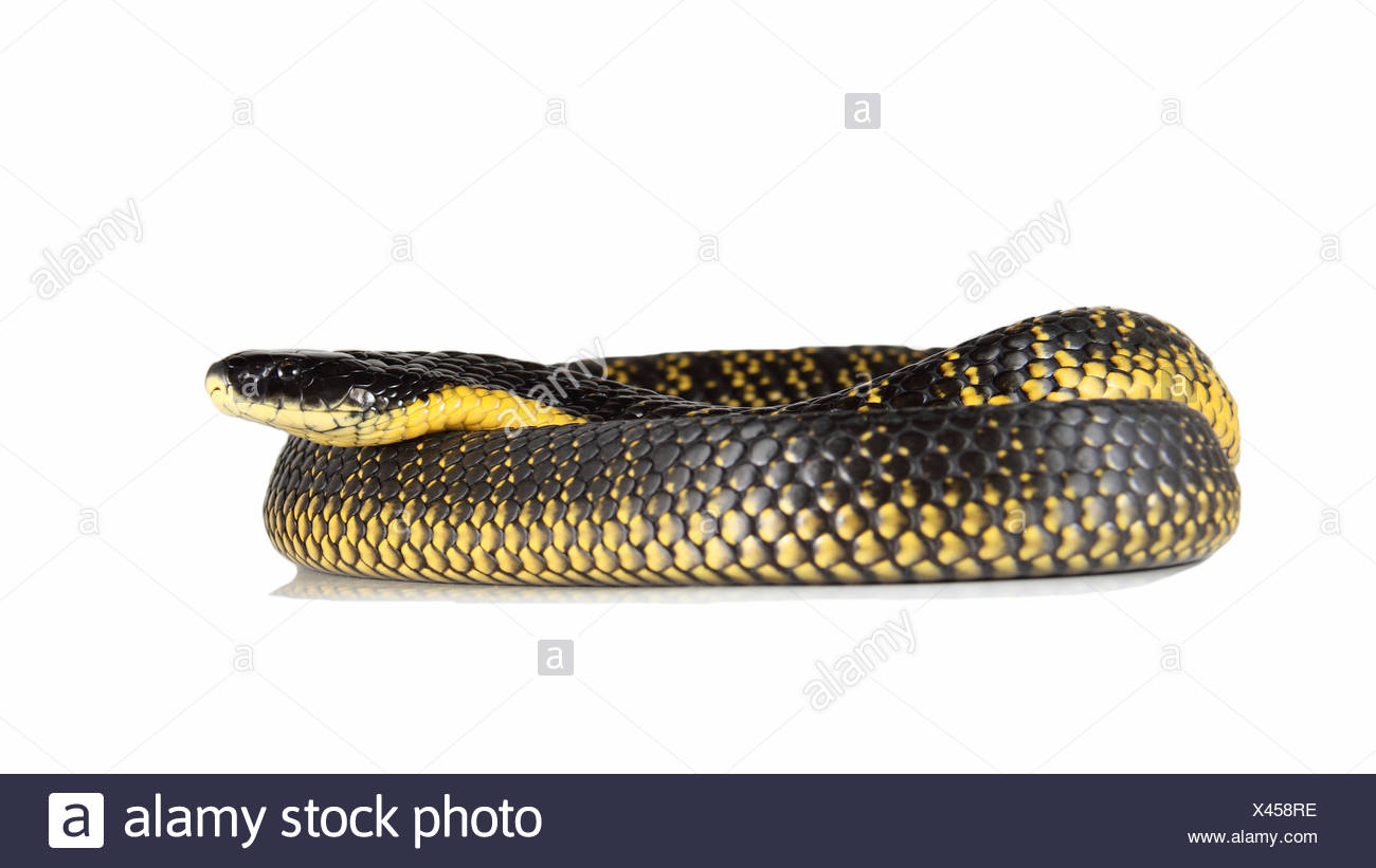 Mainland Tiger Snake High Resolution Stock Photography and Images - Alamy