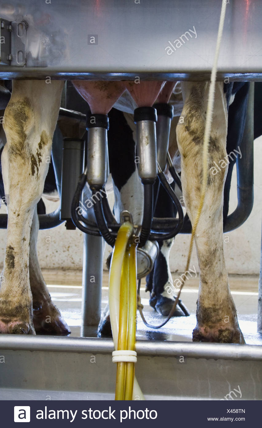 Cow Milking Barn Stock Photos & Cow Milking Barn Stock Images - Alamy