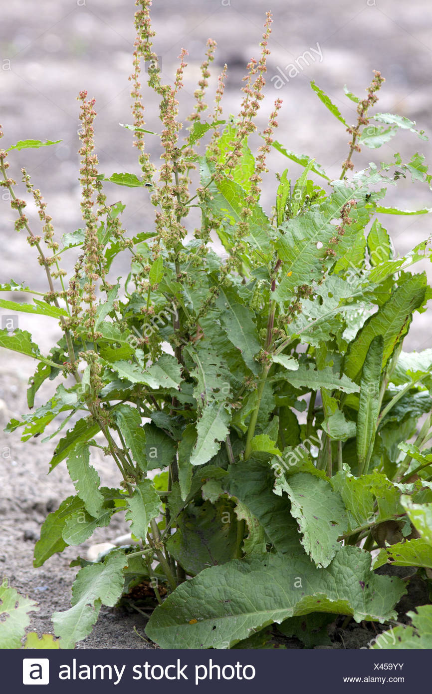 Broad Leaved Dock Rumex Obtusifolius Stock Photos & Broad Leaved Dock ...