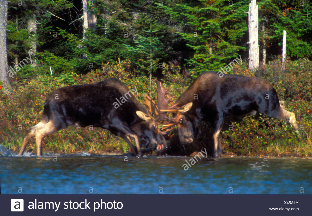 Moose Fight High Resolution Stock Photography and Images - Alamy