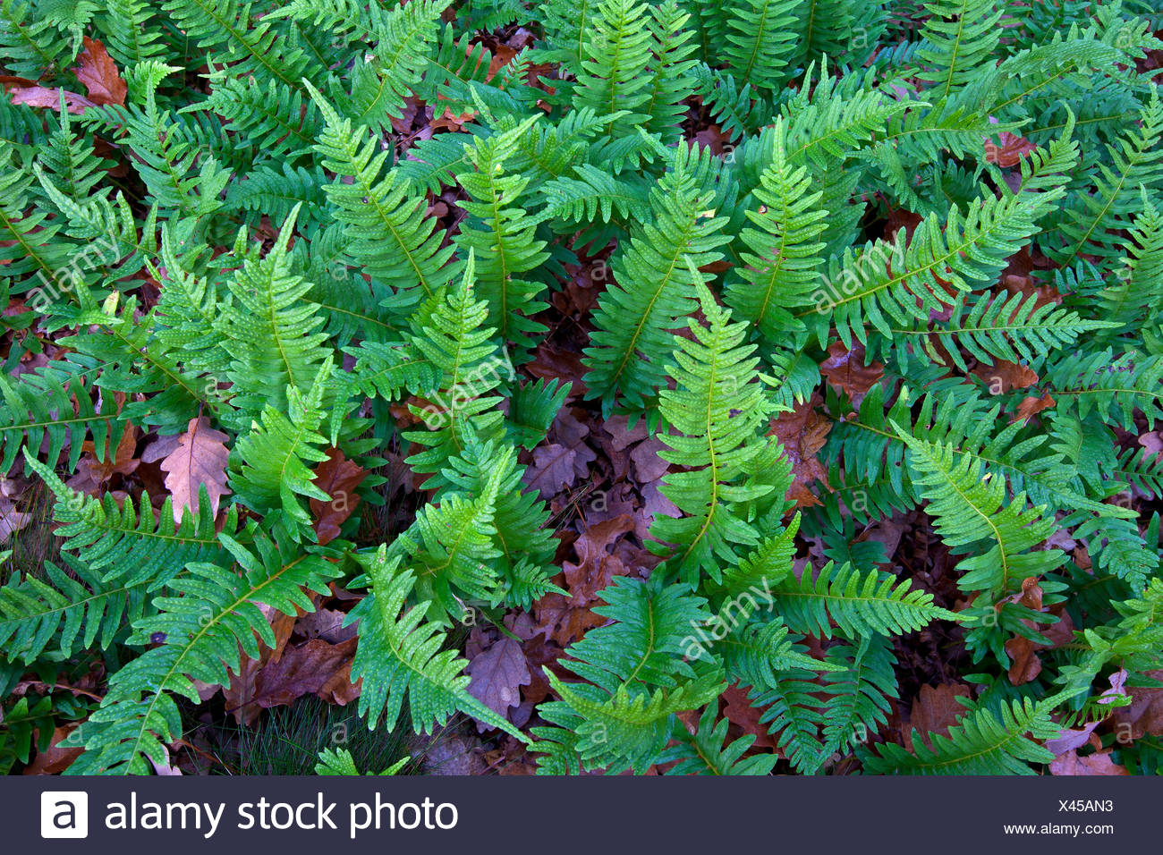 Common Polypody High Resolution Stock Photography and Images - Alamy