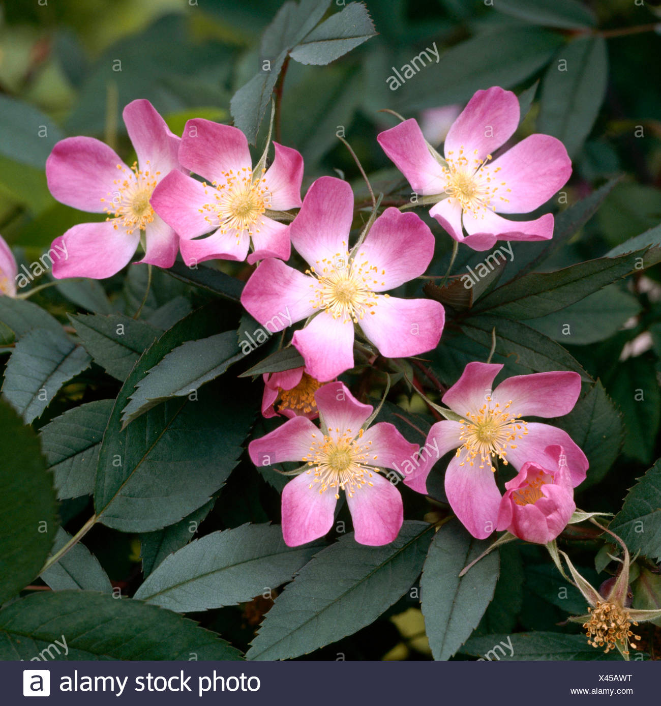 Rosa Glauca Rubrifolia High Resolution Stock Photography and Images - Alamy