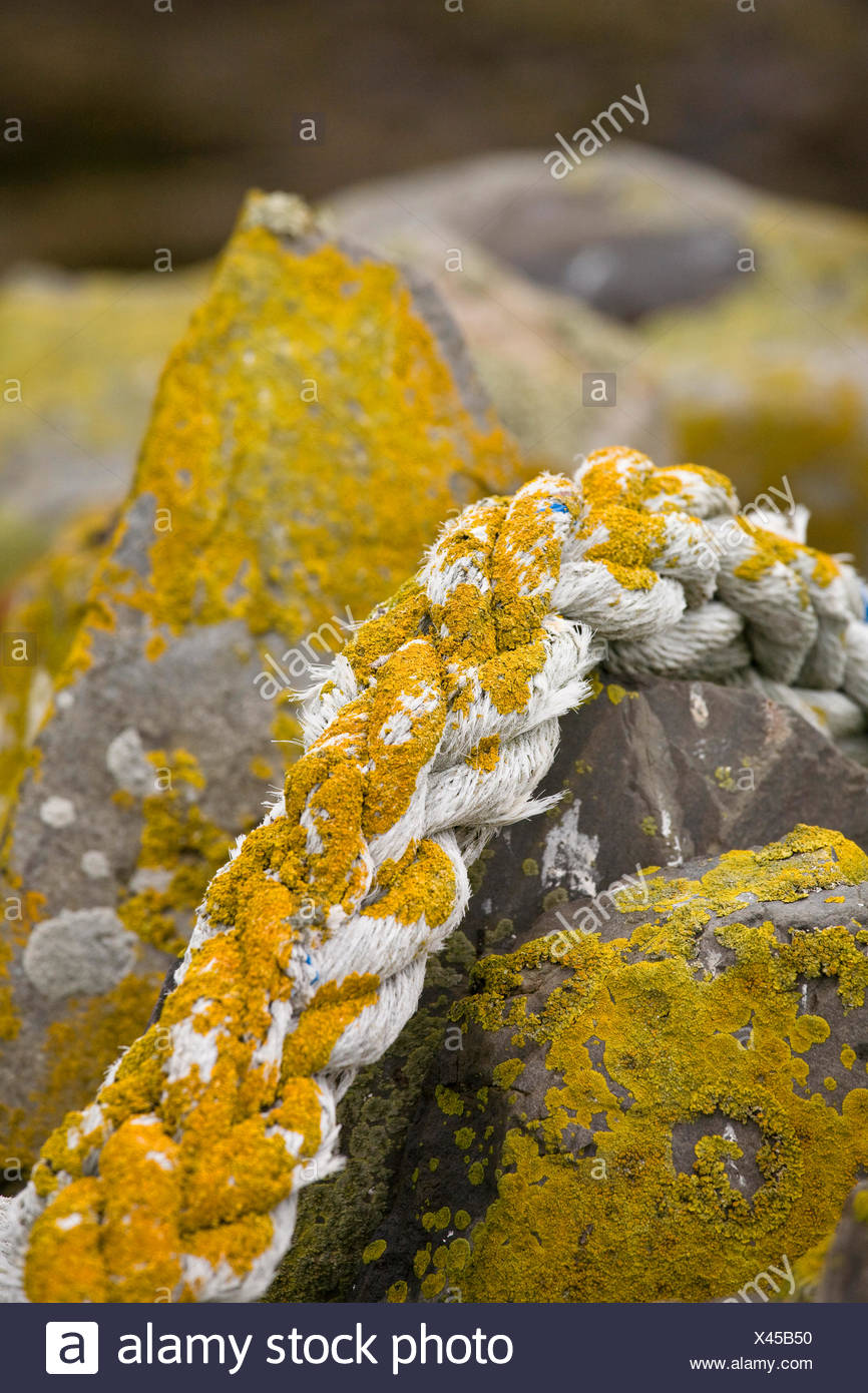 Yellow Lichen Wall Scotland High Resolution Stock Photography and ...