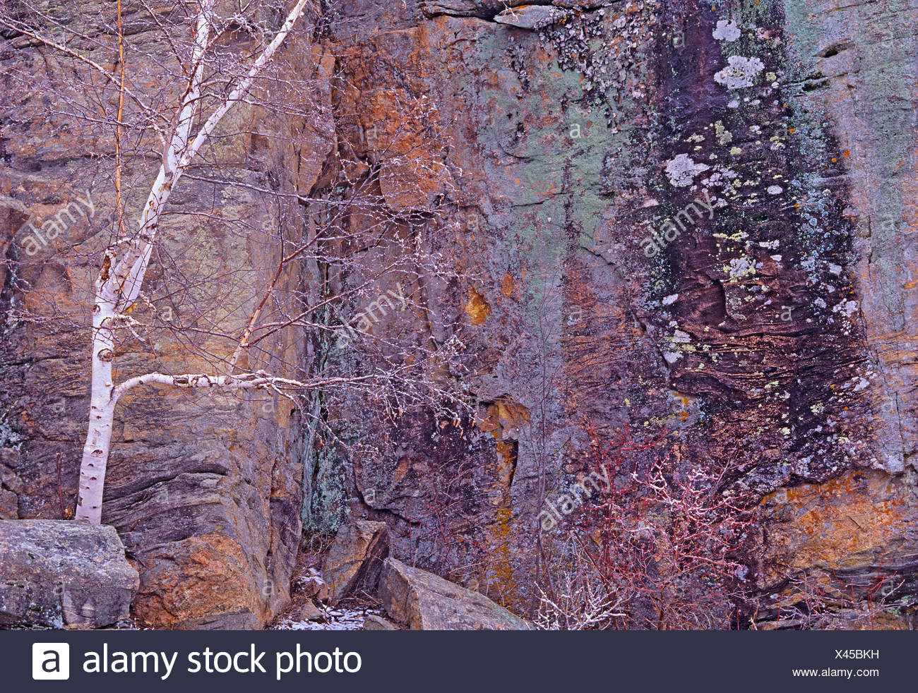 Cliff Birch High Resolution Stock Photography and Images - Alamy