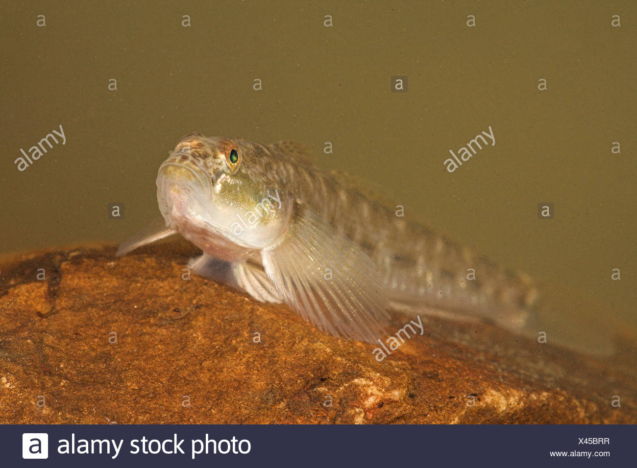 Racer Goby High Resolution Stock Photography and Images - Alamy