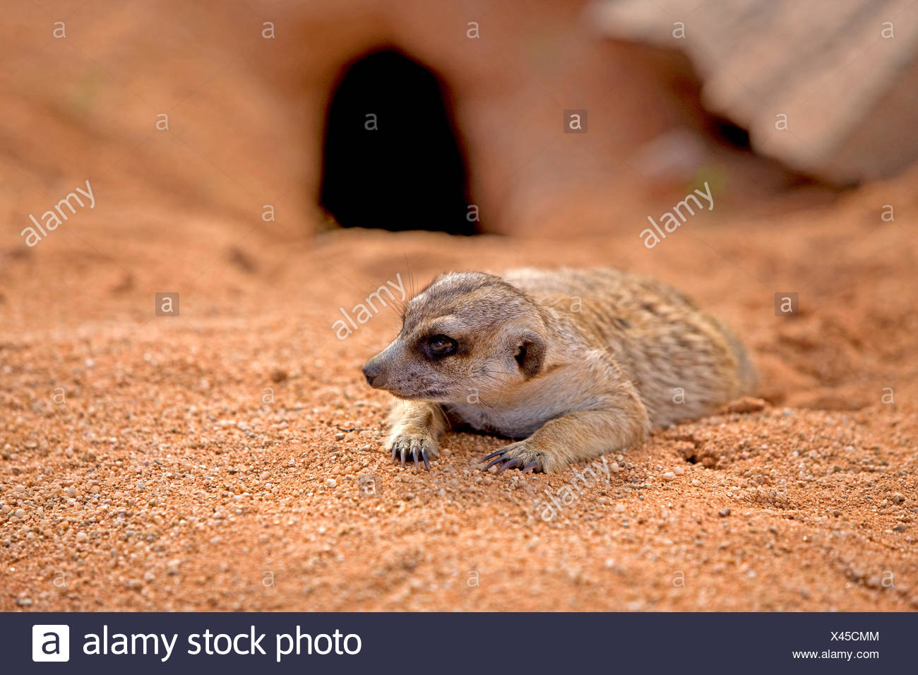 Adult Laying Down High Resolution Stock Photography and Images - Alamy