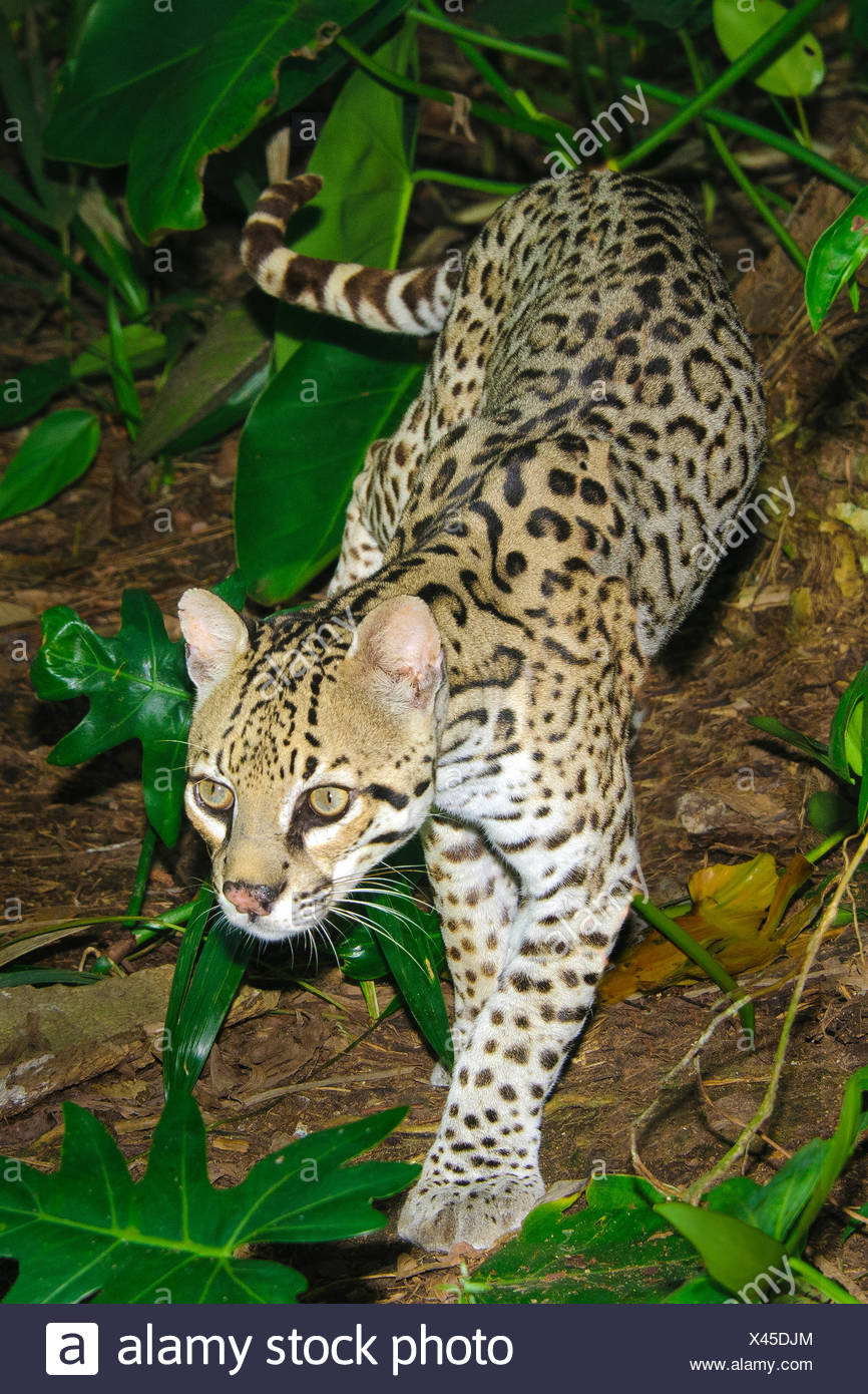 Ocelot Leopardus Pardalis Tropical Rain High Resolution Stock ...