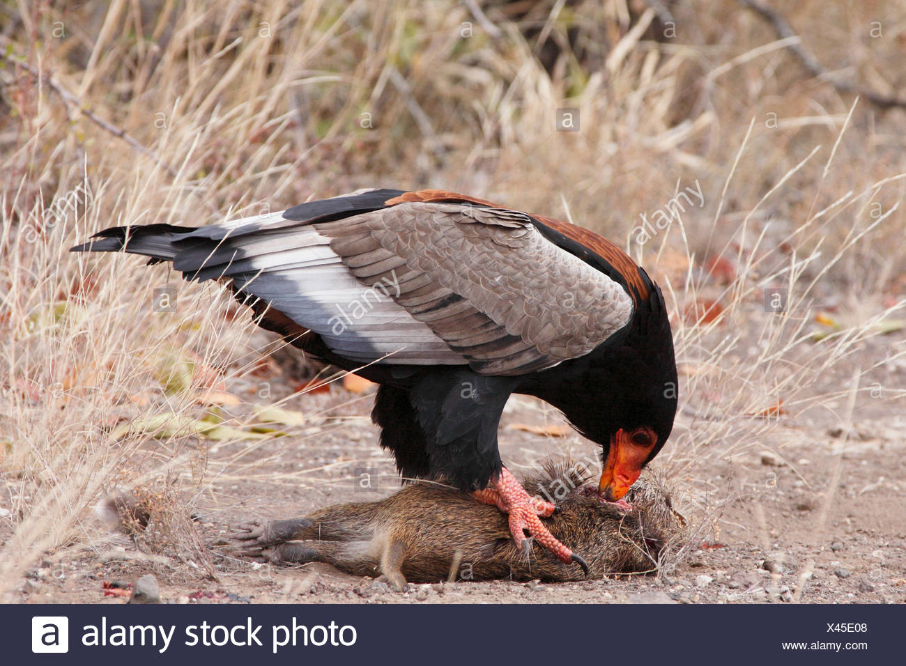 Cane Rat High Resolution Stock Photography and Images - Alamy
