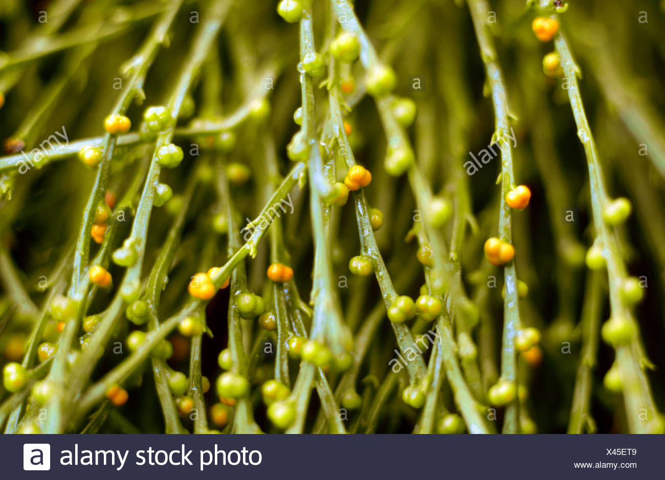 Psilotum Nudum Stock Photos & Psilotum Nudum Stock Images - Alamy