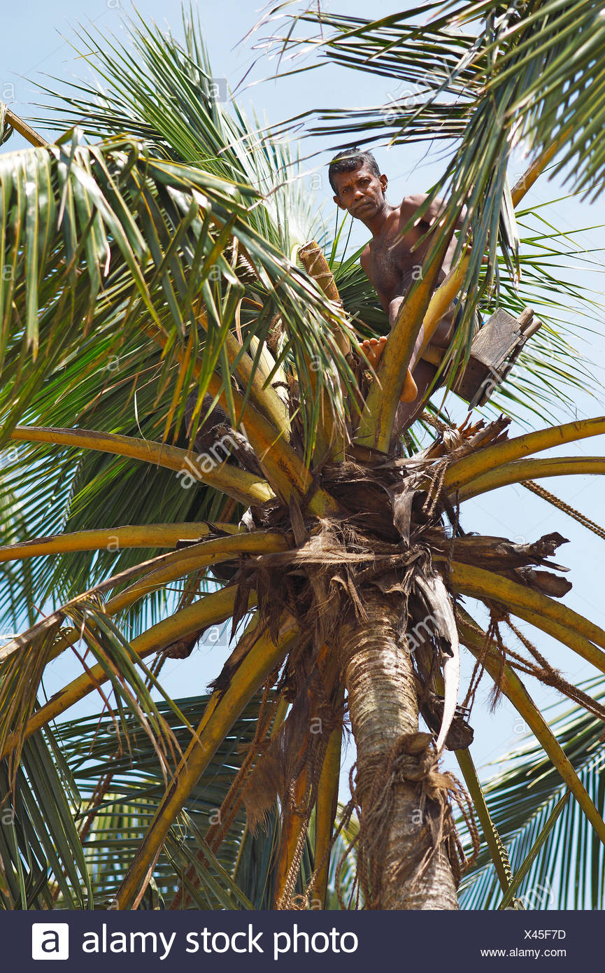 Climb Palm Tree High Resolution Stock Photography and Images - Alamy