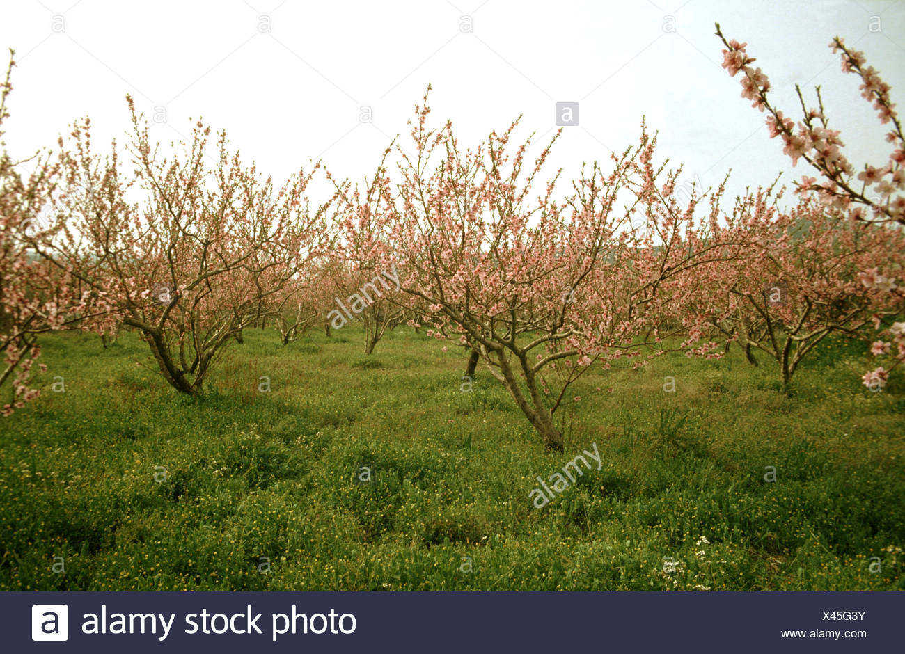 Fruit Plantage High Resolution Stock Photography and Images - Alamy