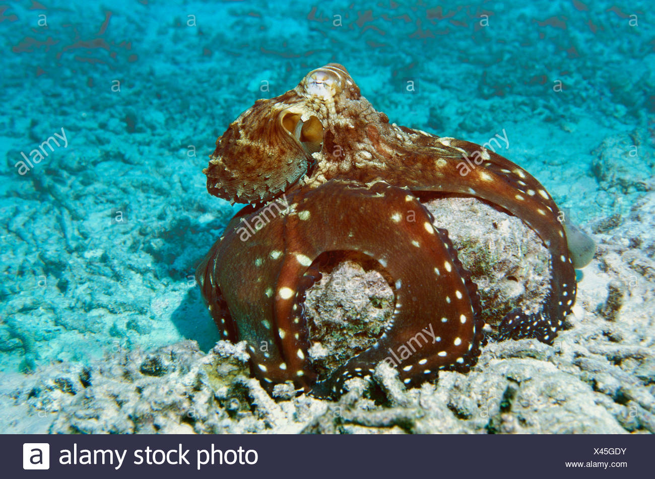 Octopus Catching Fish High Resolution Stock Photography and Images - Alamy