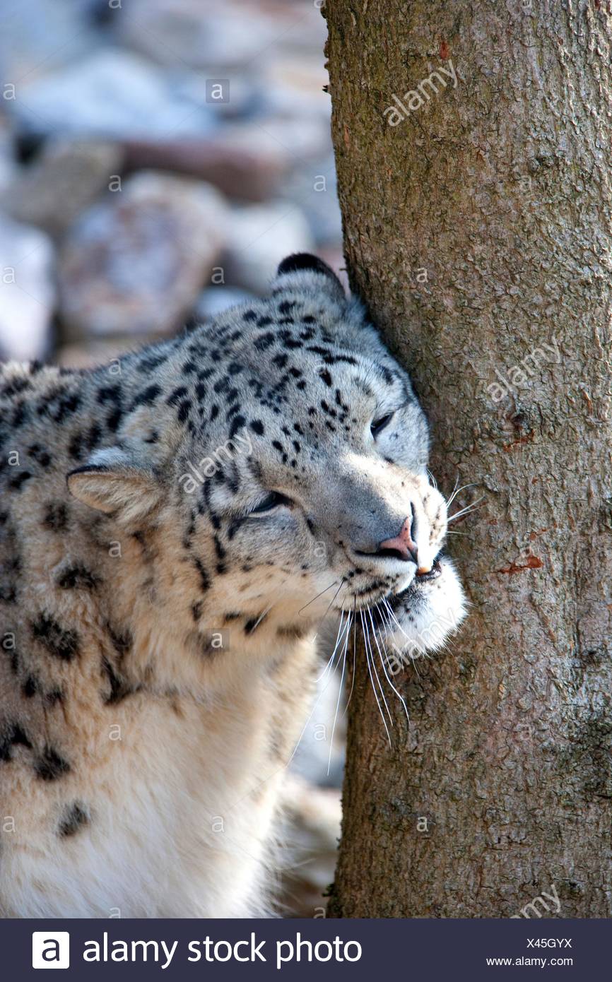 Leopard Tree High Resolution Stock Photography and Images - Alamy