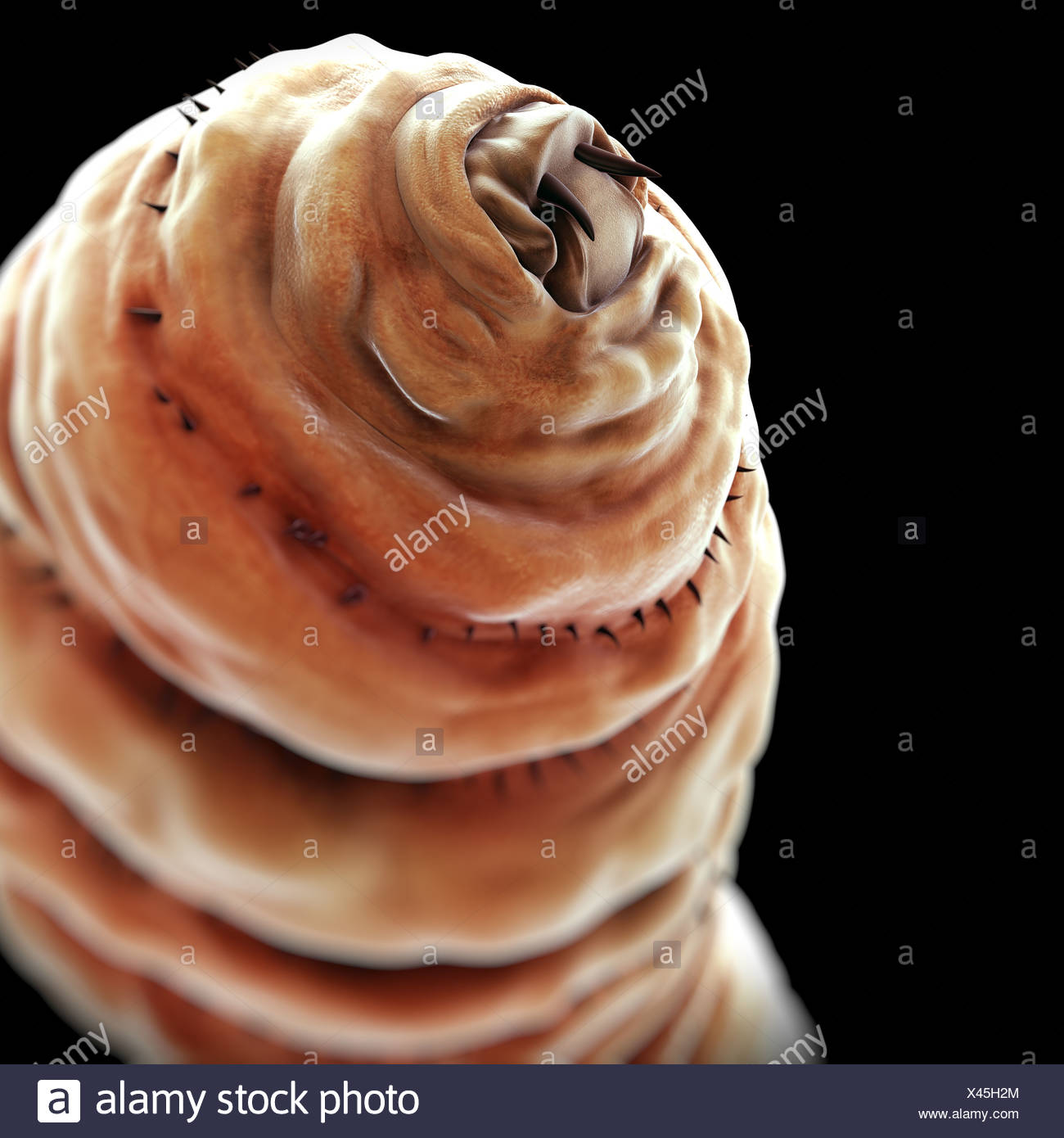 Myiasis Stock Photos & Myiasis Stock Images - Alamy