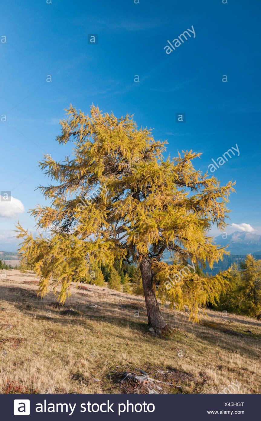 Larch Tree High Resolution Stock Photography and Images - Alamy