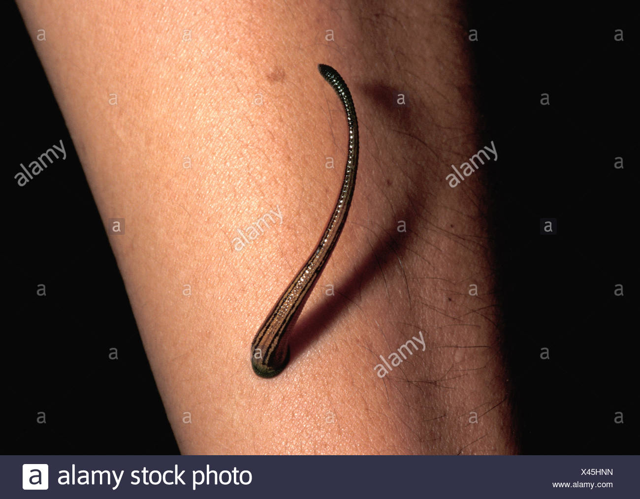 Haemadipsa Picta High Resolution Stock Photography and Images - Alamy