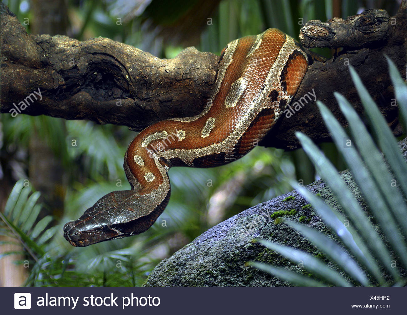 Blood Python Python Curtus High Resolution Stock Photography and Images ...