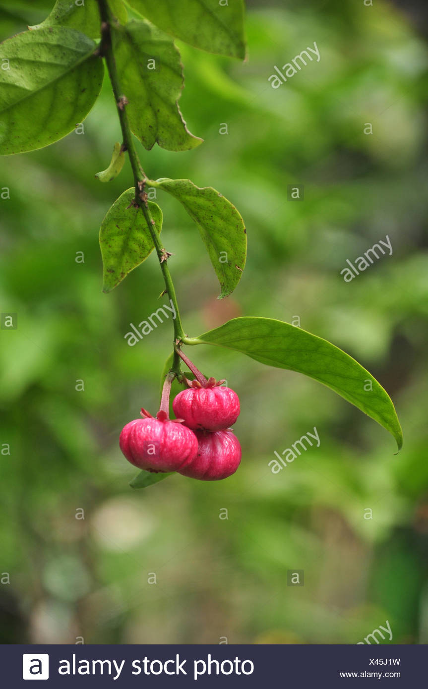 Garcinia High Resolution Stock Photography and Images - Alamy