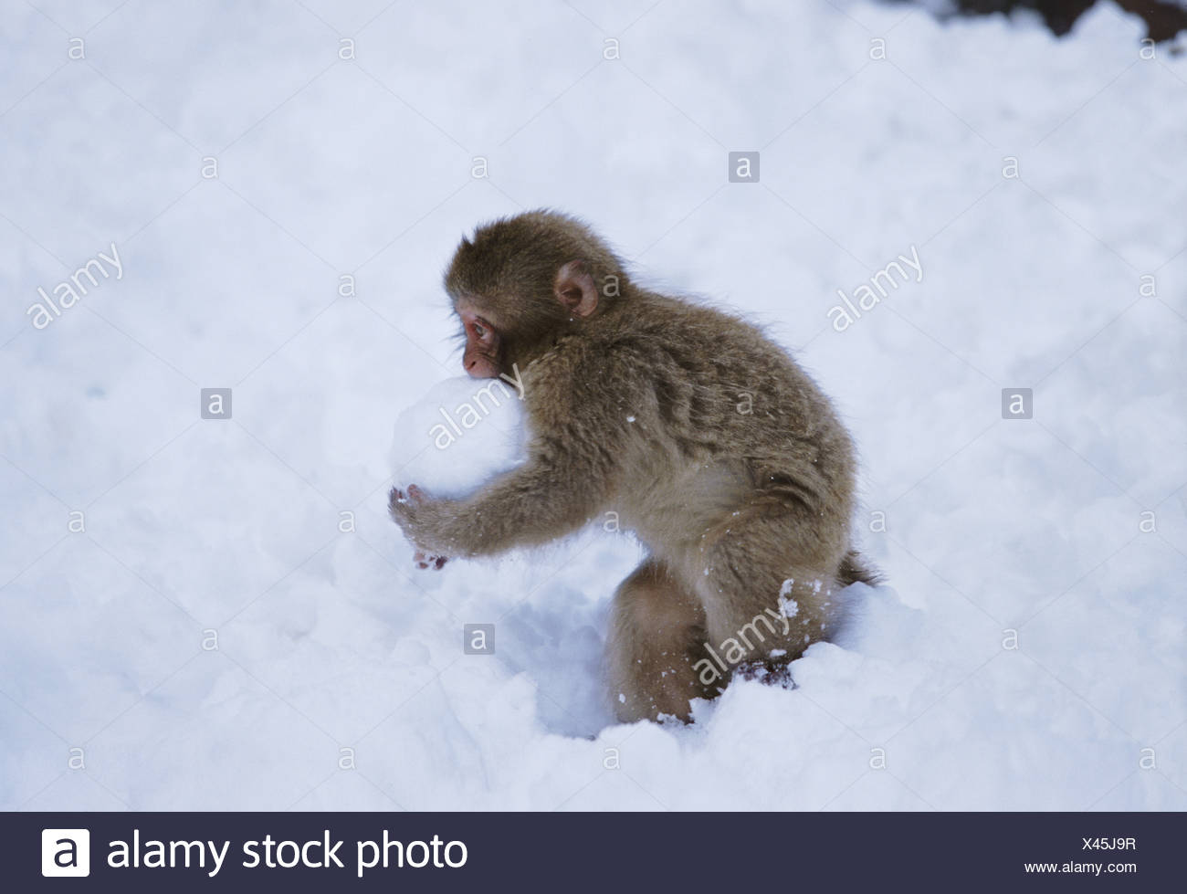 Japanese Monkey Snowball High Resolution Stock Photography and Images ...