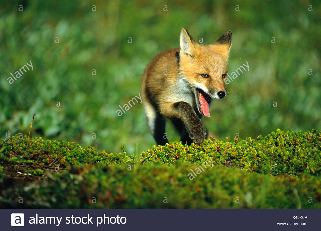 Trotting Fox Stock Photos & Trotting Fox Stock Images - Alamy