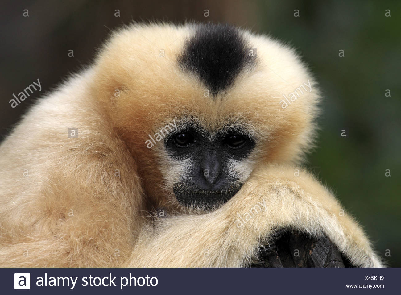 Black Crested Gibbon Hylobates High Resolution Stock Photography and ...
