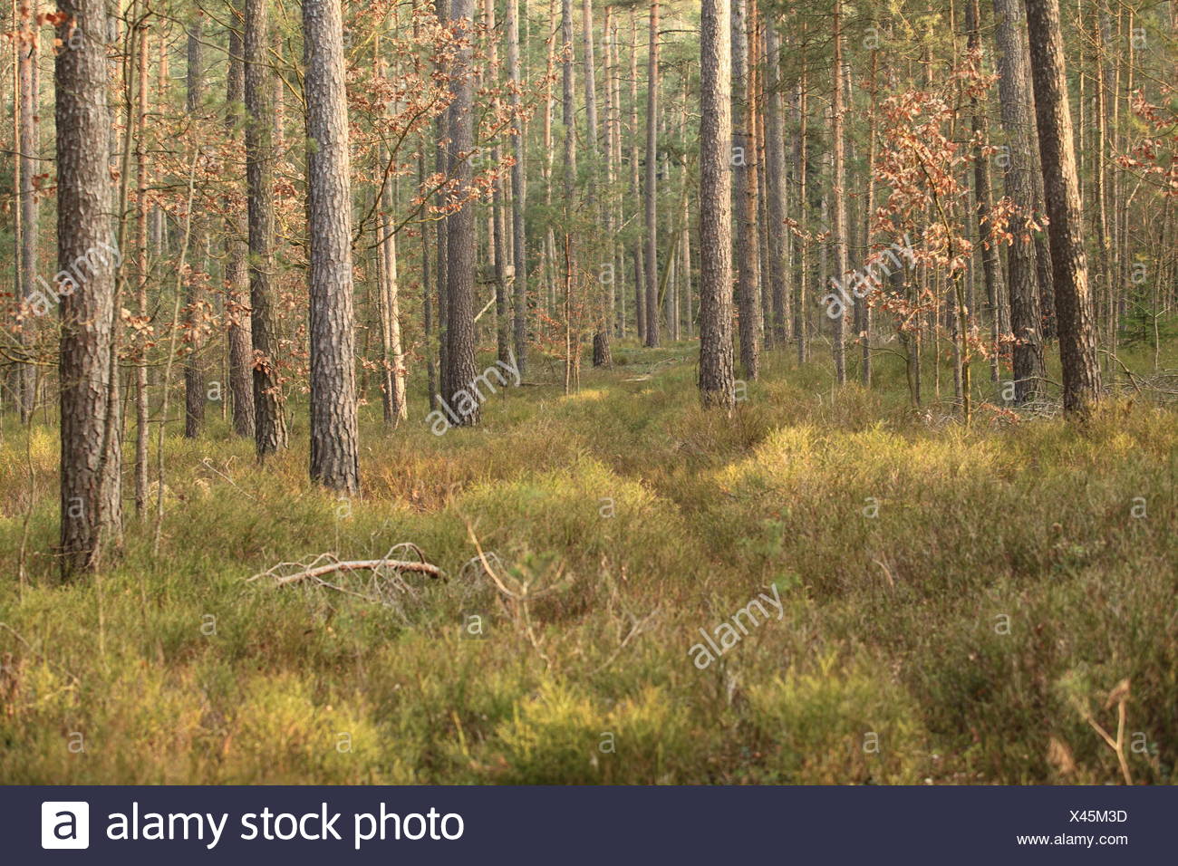 The Fable Tree High Resolution Stock Photography and Images - Alamy