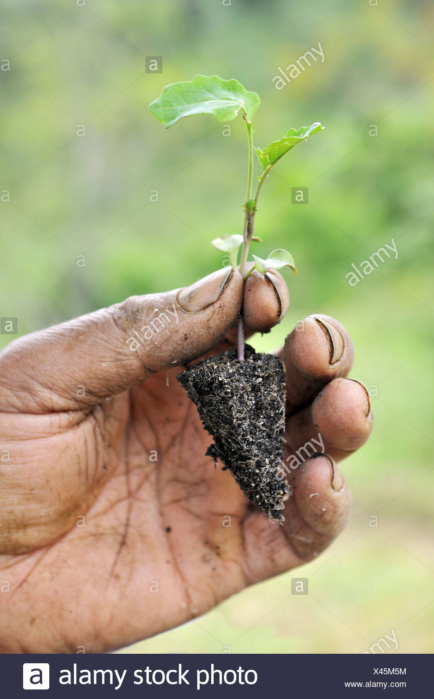 Cabbage Shoot High Resolution Stock Photography and Images - Alamy