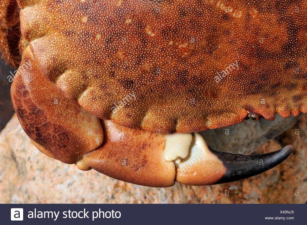 European Edible Crab Cancer Pagurus High Resolution Stock Photography ...