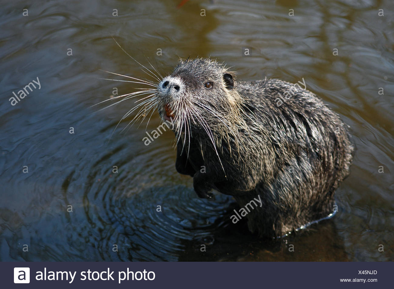 Nutria Baby High Resolution Stock Photography and Images - Alamy
