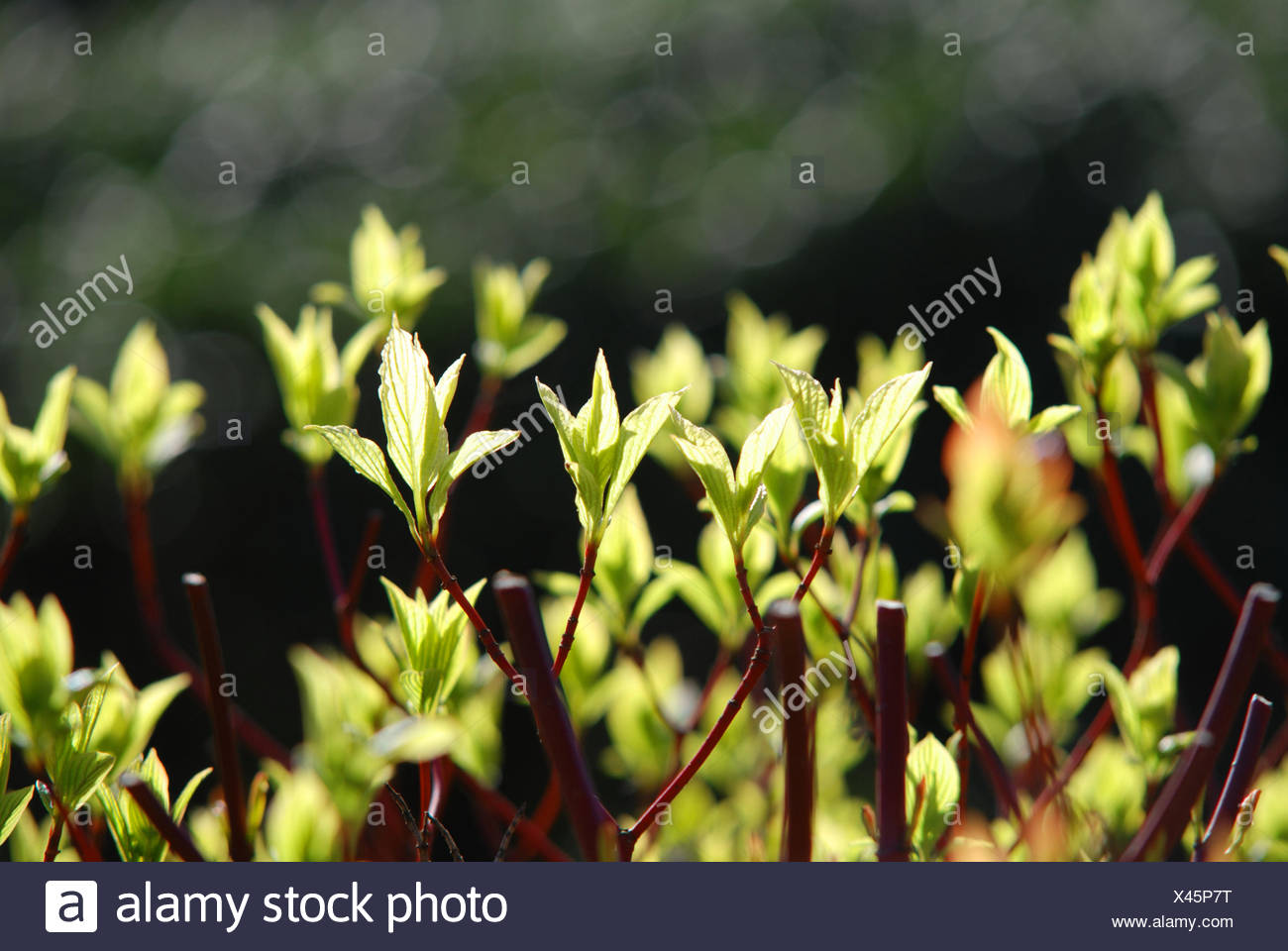 Cornus Alba High Resolution Stock Photography and Images - Alamy