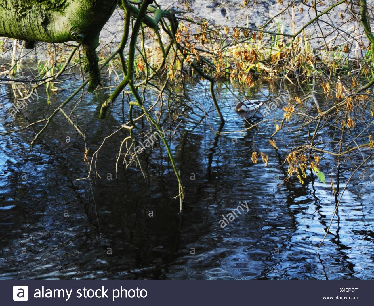 Branch Hanging Over Water High Resolution Stock Photography and Images ...