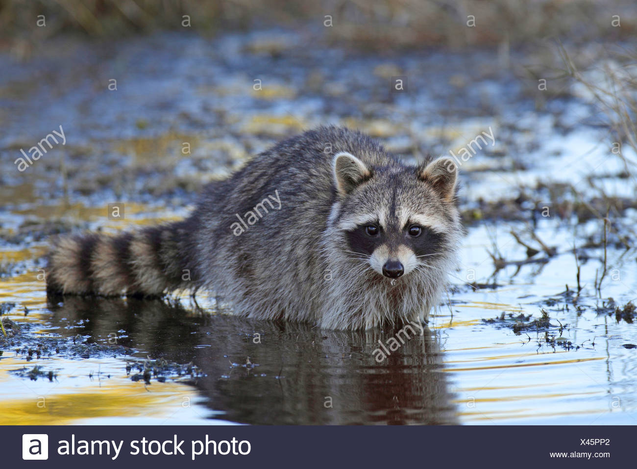 Raccoon Standing Up High Resolution Stock Photography and Images - Alamy