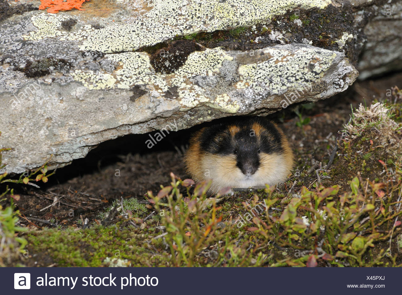 Lemmings Lemming High Resolution Stock Photography and Images - Alamy