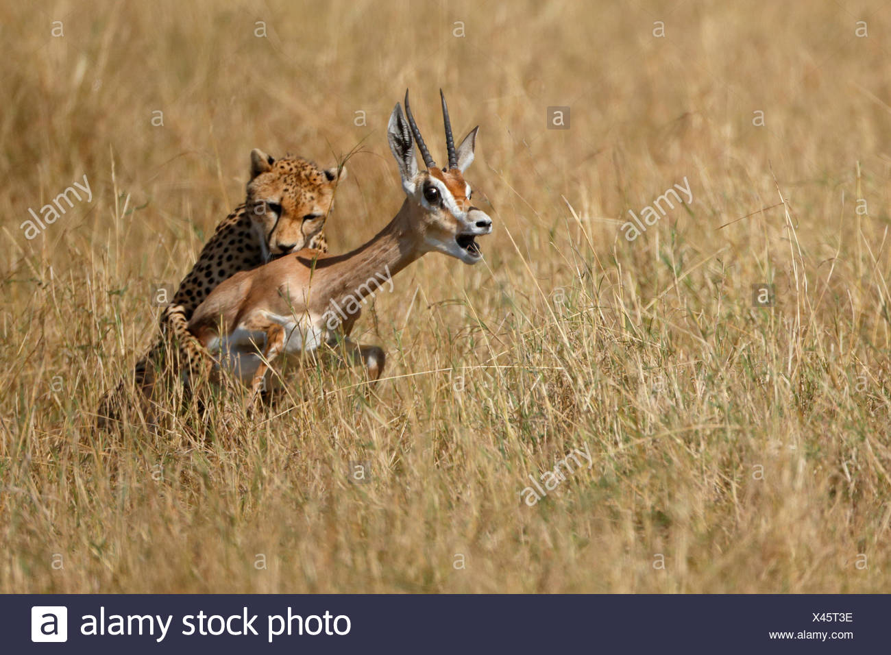 Cheetah Chasing Gazelle Stock Photos & Cheetah Chasing Gazelle Stock ...