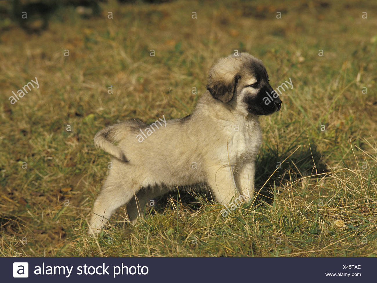 Anatolian Shepherd Dog High Resolution Stock Photography and Images - Alamy