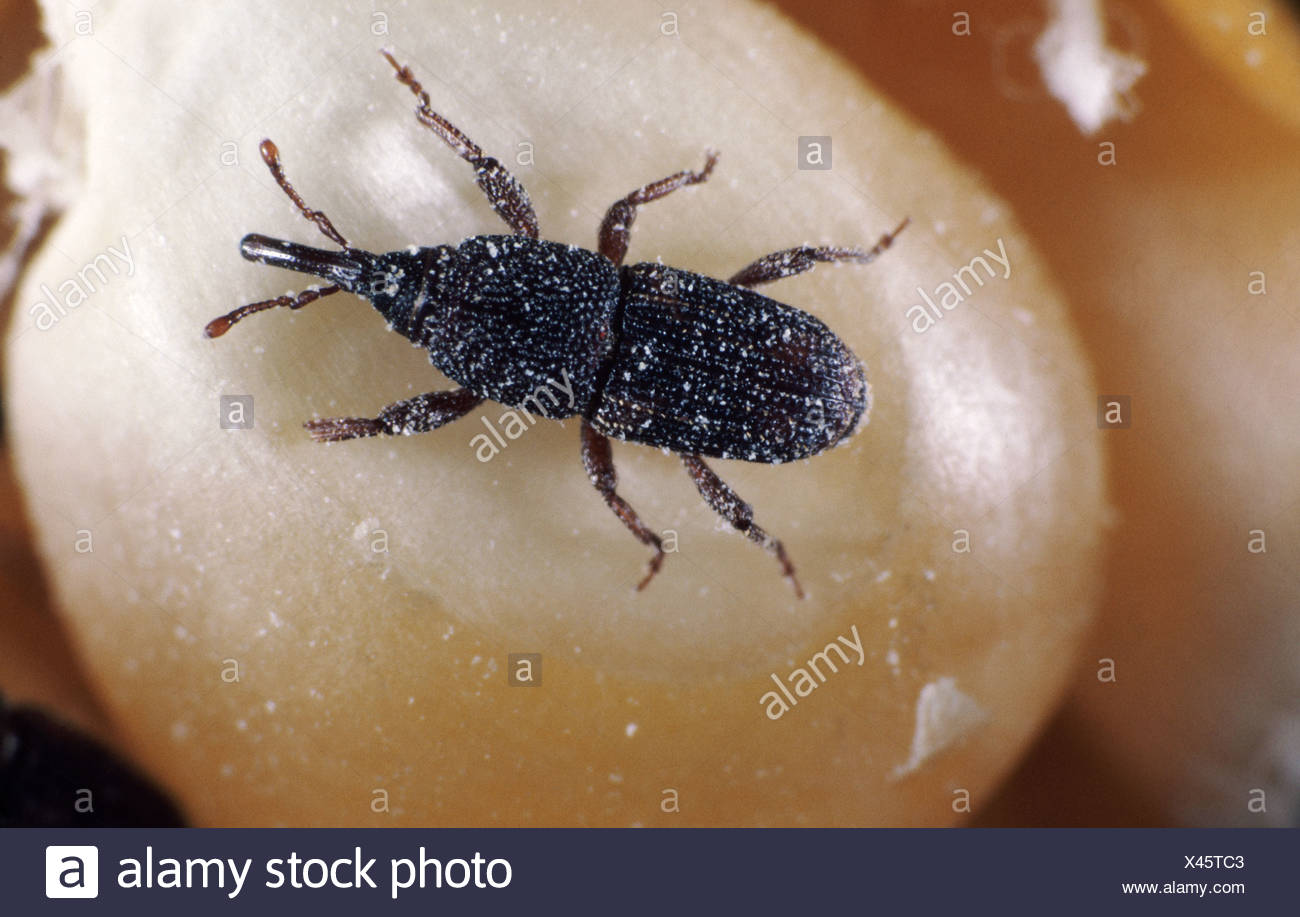 Maize Store Stock Photos & Maize Store Stock Images - Alamy