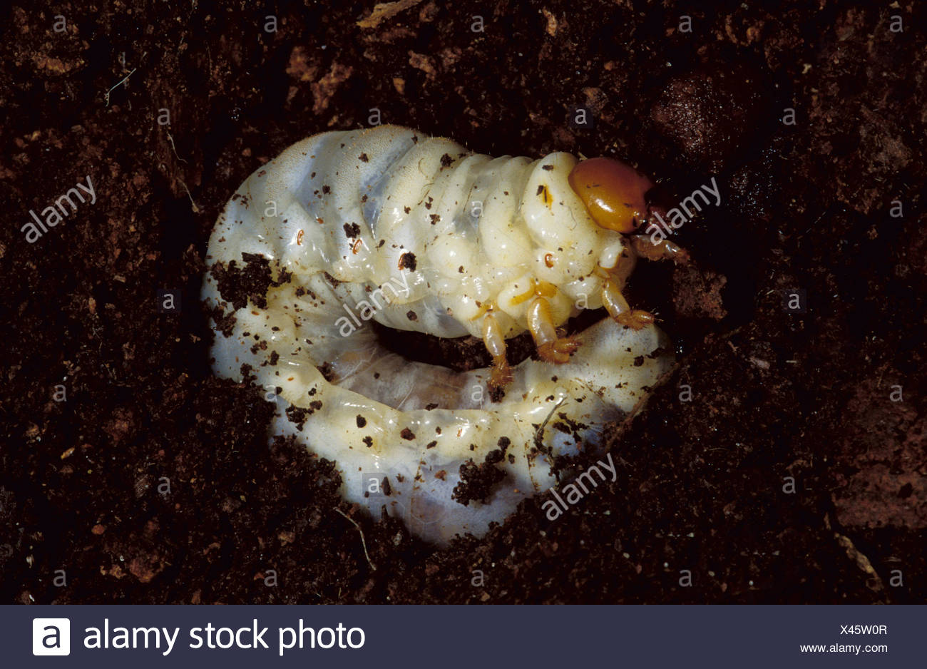 Stag Beetle Larvae Pooping