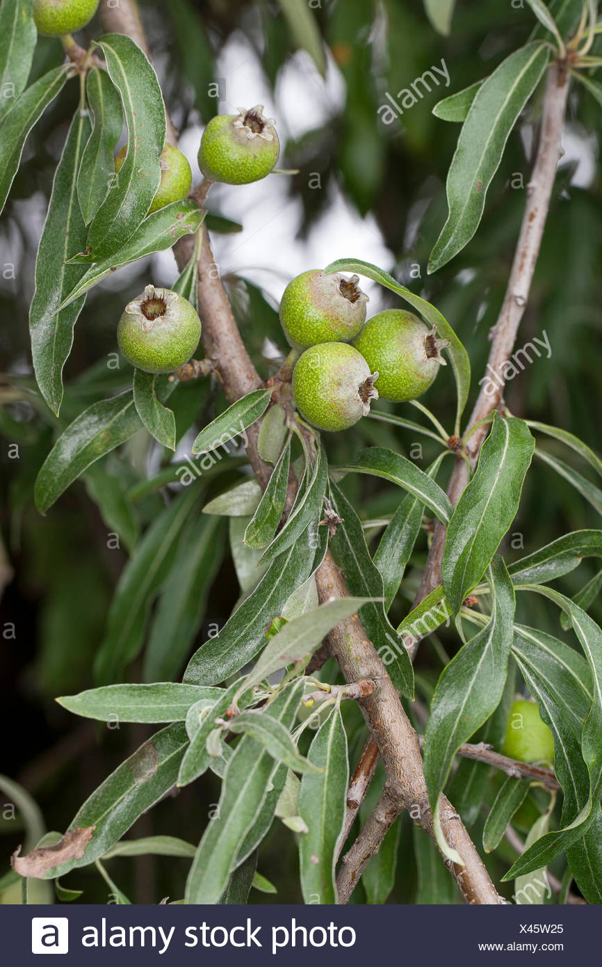 Weeping Pear Tree High Resolution Stock Photography and Images - Alamy