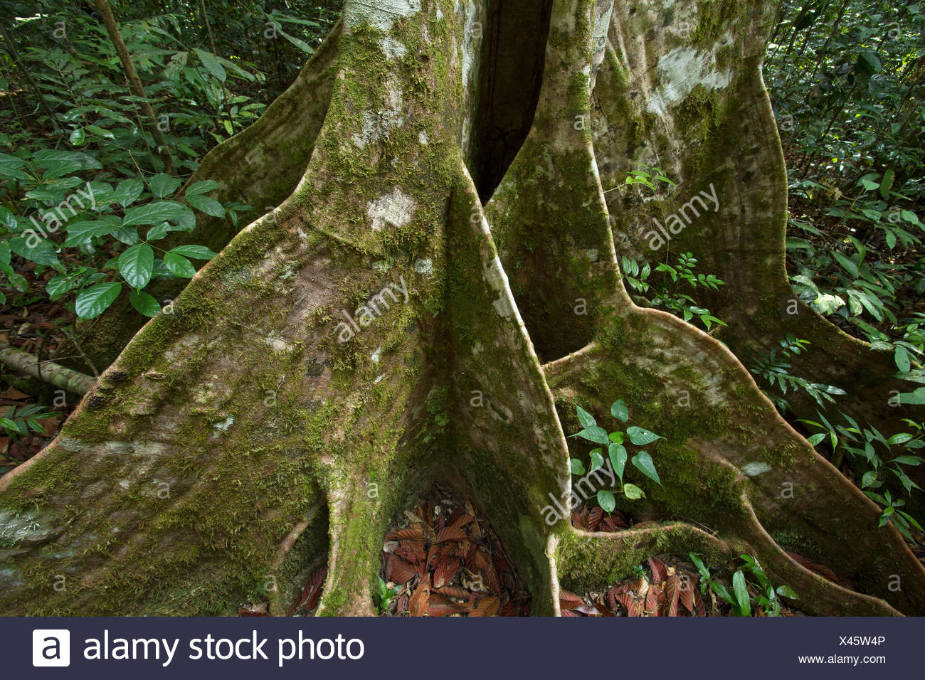 Buttressed Tree Roots Stock Photos & Buttressed Tree Roots Stock Images ...
