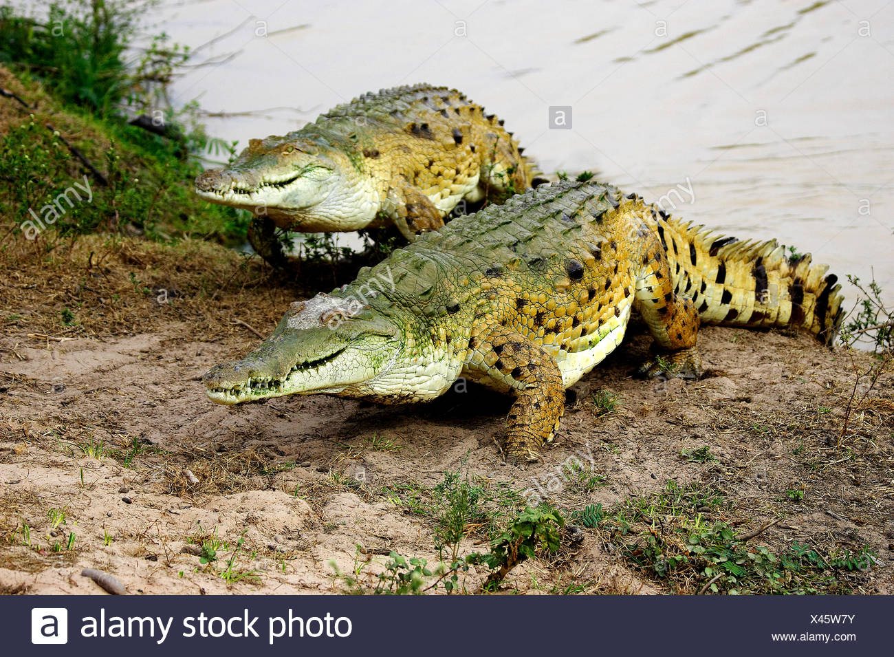 Orinoco Crocodile Stock Photos & Orinoco Crocodile Stock Images - Alamy