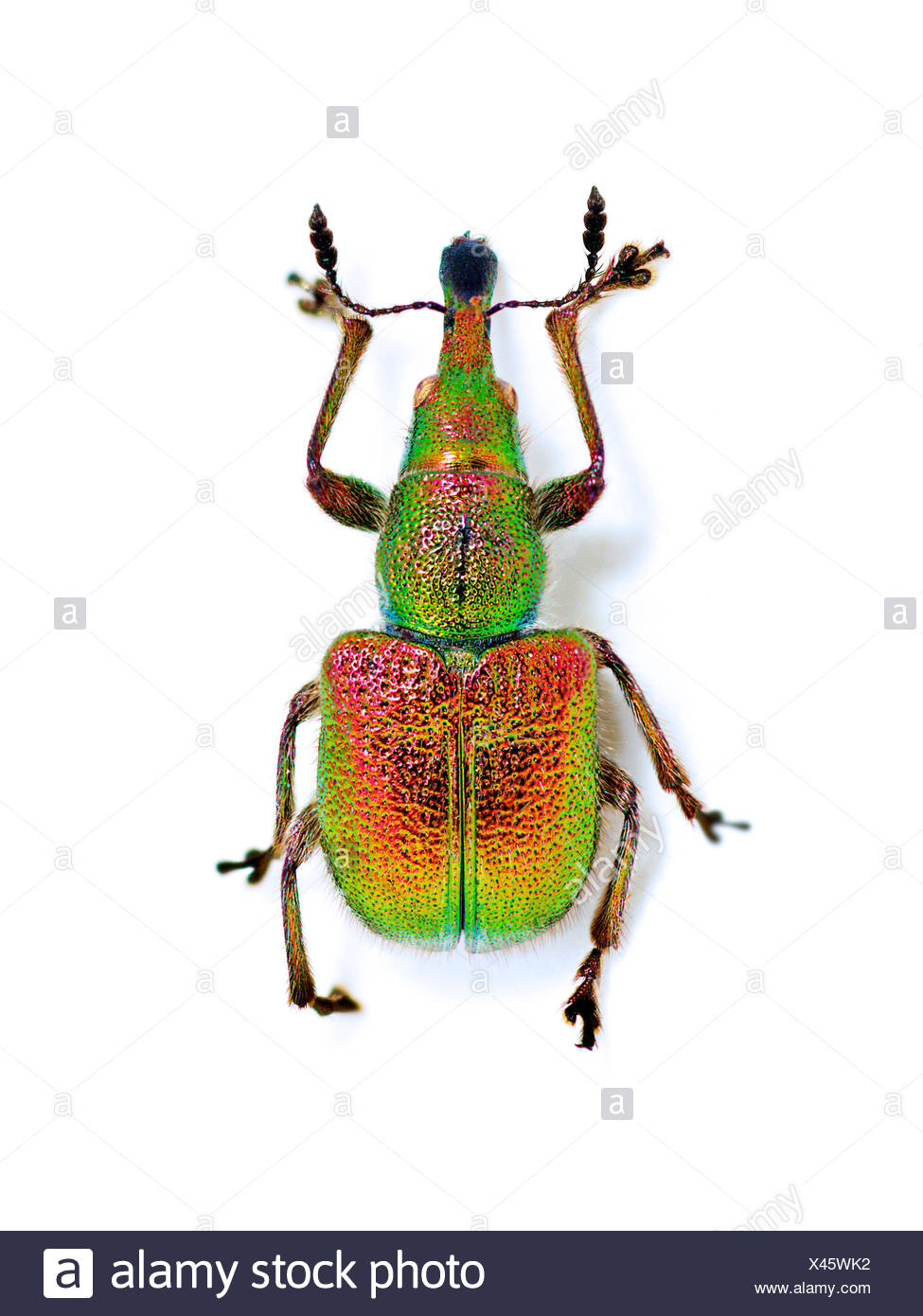 Rhynchites High Resolution Stock Photography and Images - Alamy