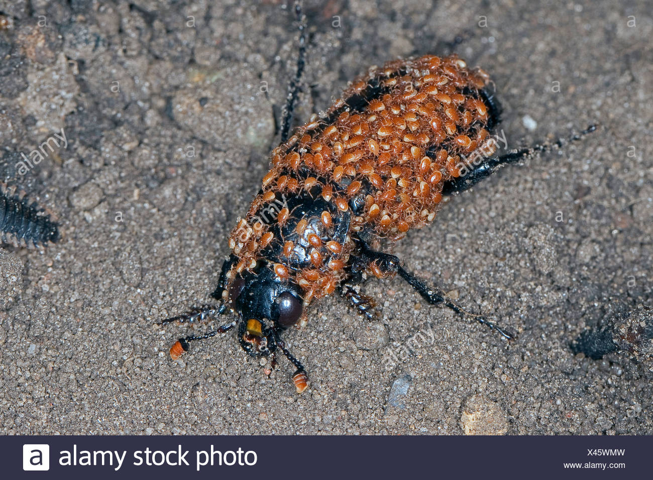 Burying Beetle With Parasite Mites High Resolution Stock Photography ...
