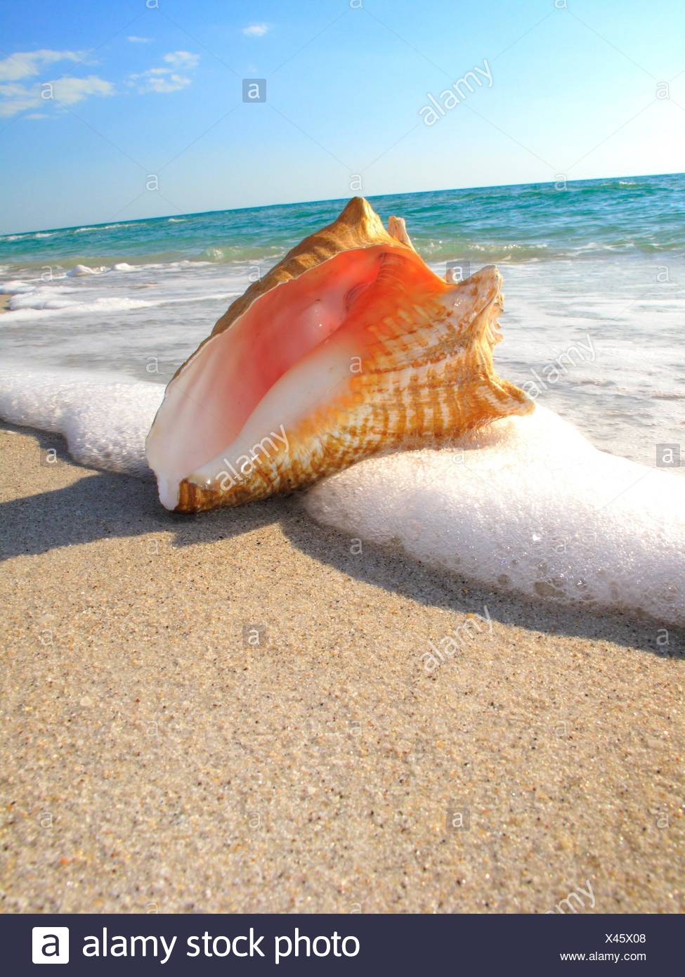 Queen Conch Shell Stock Photos & Queen Conch Shell Stock Images - Alamy