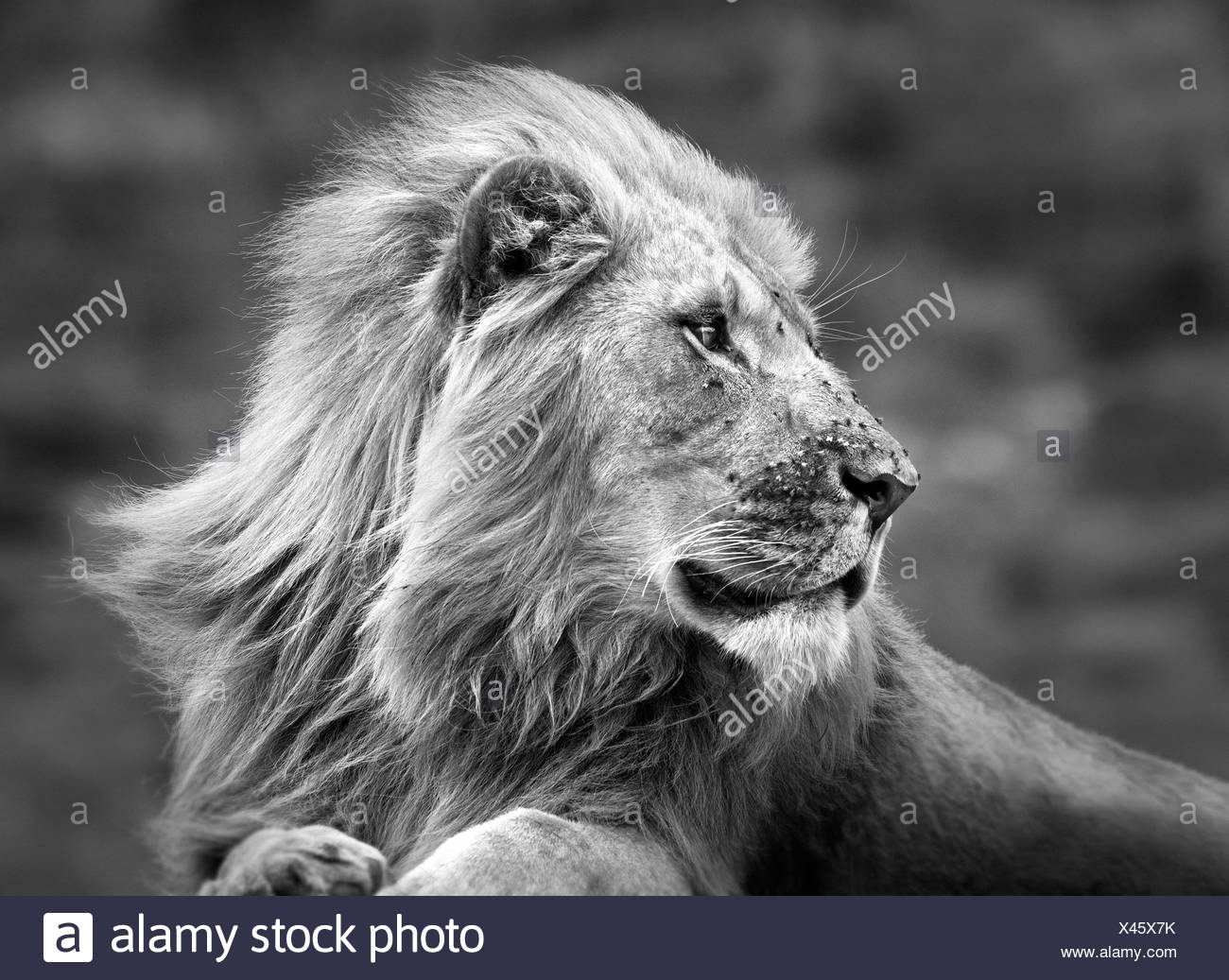 South Africa Lions High Resolution Stock Photography and Images - Alamy