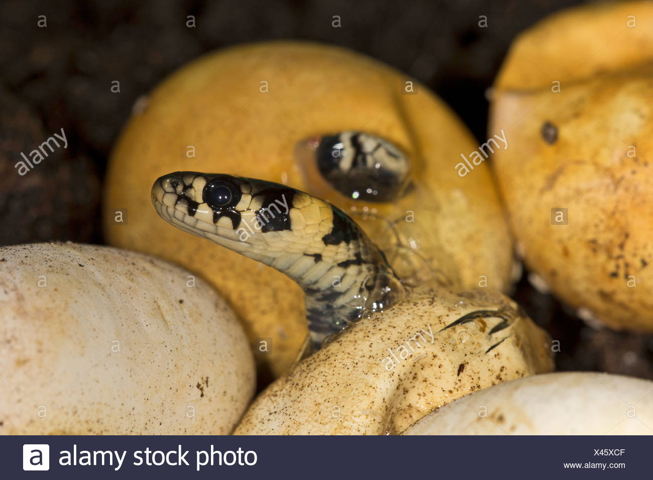 Snake Eggs Hatching High Resolution Stock Photography and Images - Alamy