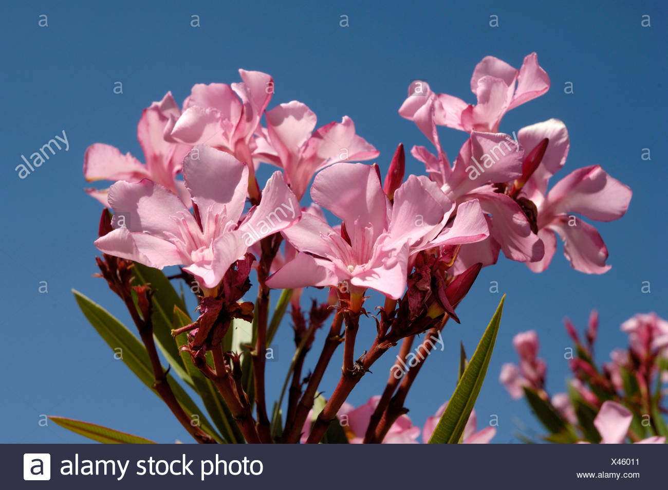 Oleanders High Resolution Stock Photography and Images - Alamy